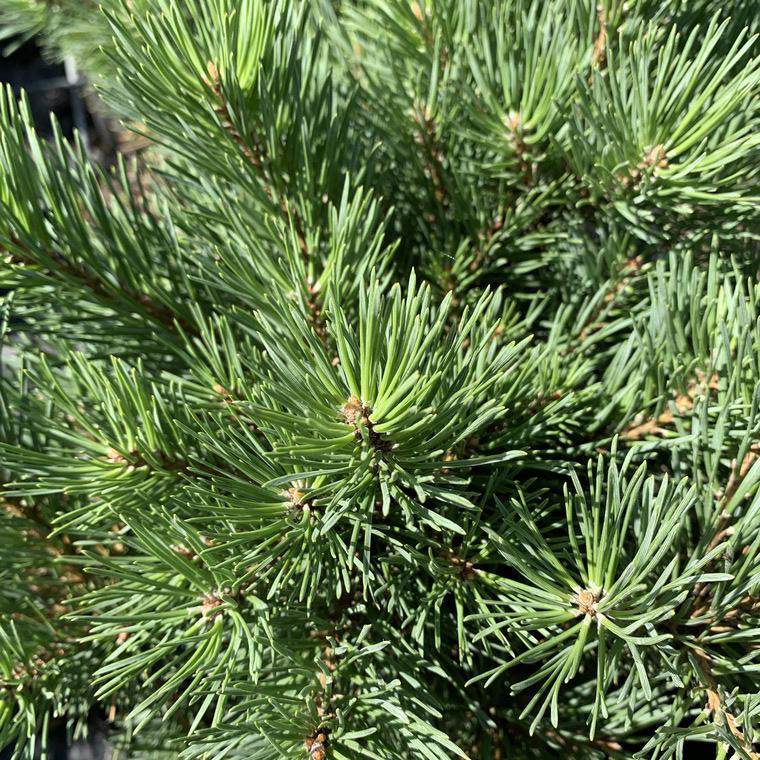 Pin sylvestre nain Watereri. Le pot de 20 litres, forme ¼ tige | botanic®