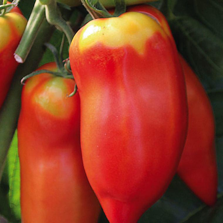 Tomate Allongée Andine Cornue Bio. La barquette de 3 plants