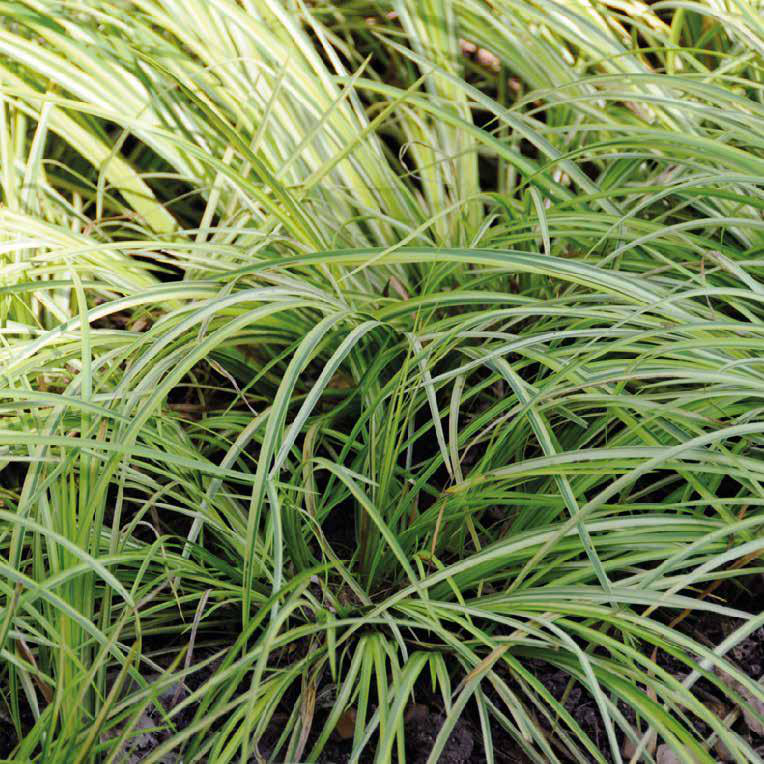 Acorus Gramineus 'Argenteostriatus'. Le pot de 2 litres