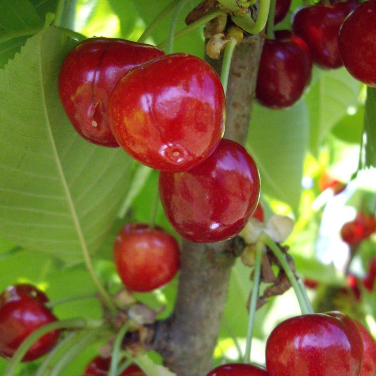 Cerisier Big. Van. En racine nue, forme 1/2 tige calibre 6/8