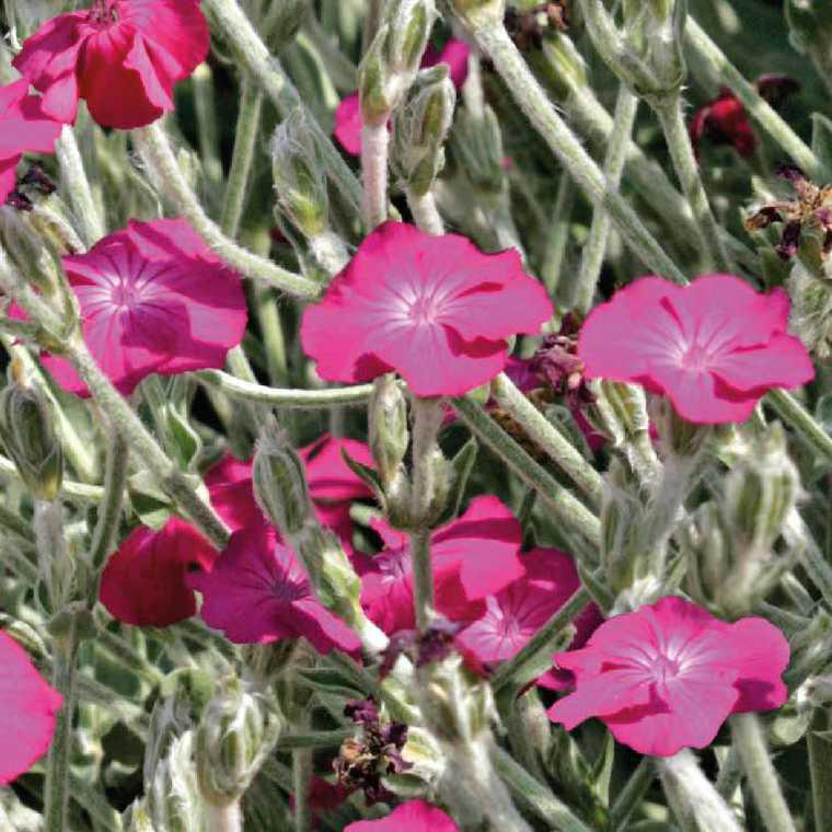 Lychnis Carmin - Le pot de 9 x 9 cm