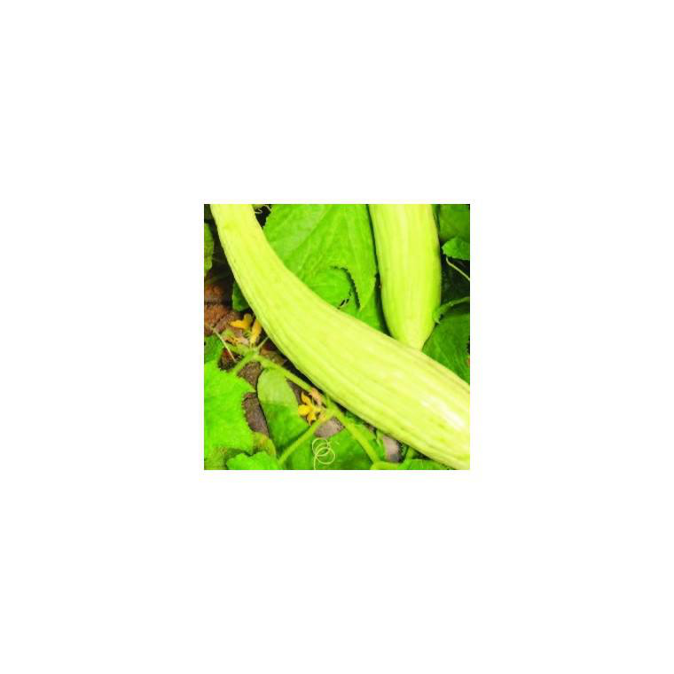Concombre Arménien Bio - Le pot de 10,5 cm