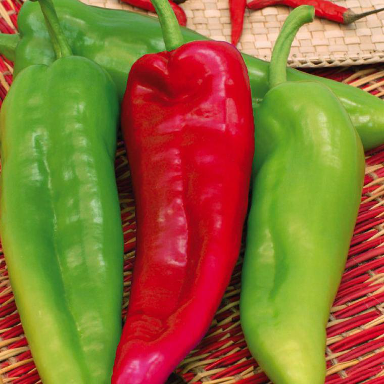 Poivron Corne De Bœuf Corno Di Toro Rosso Bio. La barquette de 3 plants