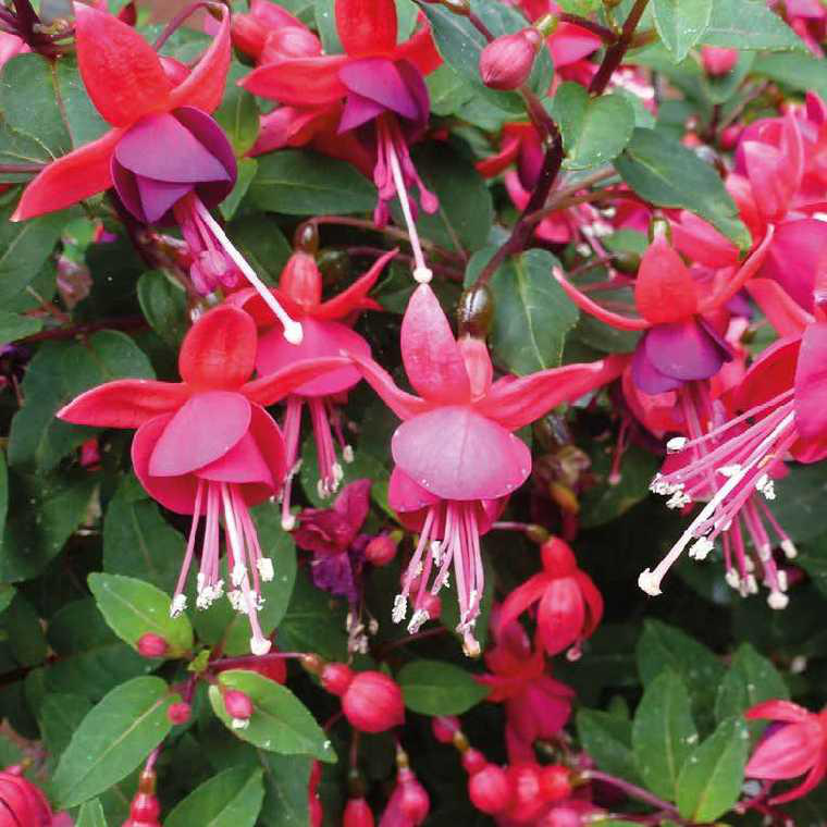 Fuchsia Beacon Rosa - Le pot de 9 x 9 cm