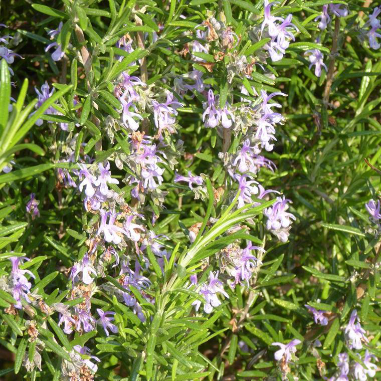 Rosmarinus Officinalis Repens (romarin rampant) en pot de 3 L bleu ...