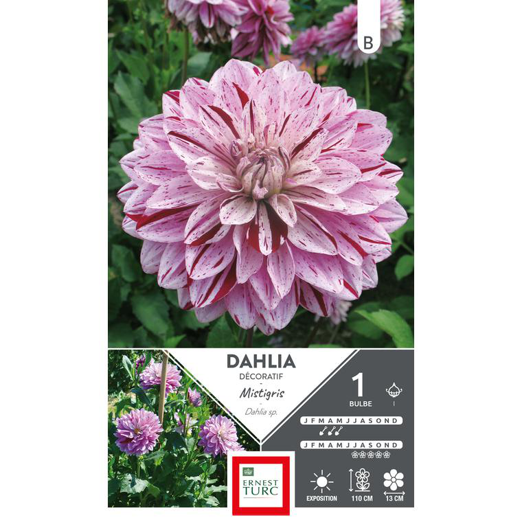 Dahlia décoratif Mistigris mauve Ernest Turc - 1 bulbe