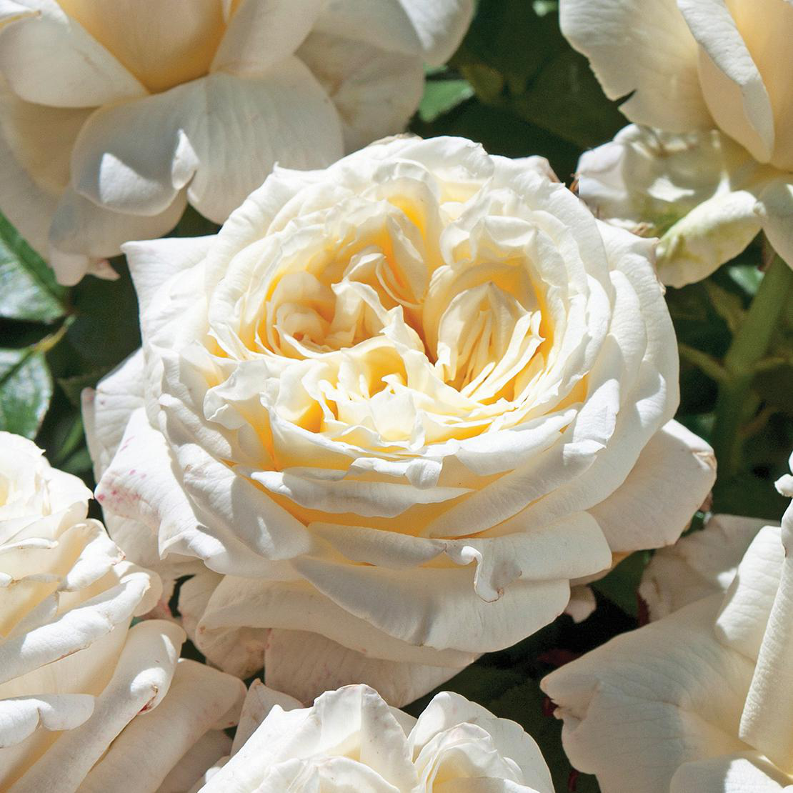 Rosier Ariane de Rotschild®. Le pot de 3 litres