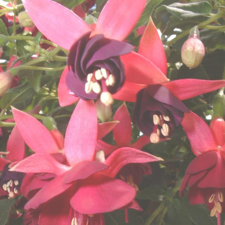 Fuchsia Lady Boothby - Le pot de 10 litres | botanic®