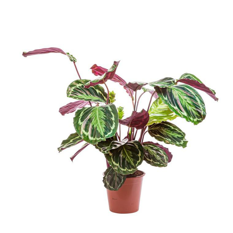 Calathéa mix extra - Le pot de Ø 19 cm | botanic®
