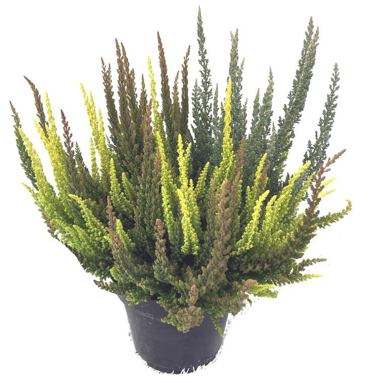 Erica Calluna Skyline Trio - Le pot de 1 litre
