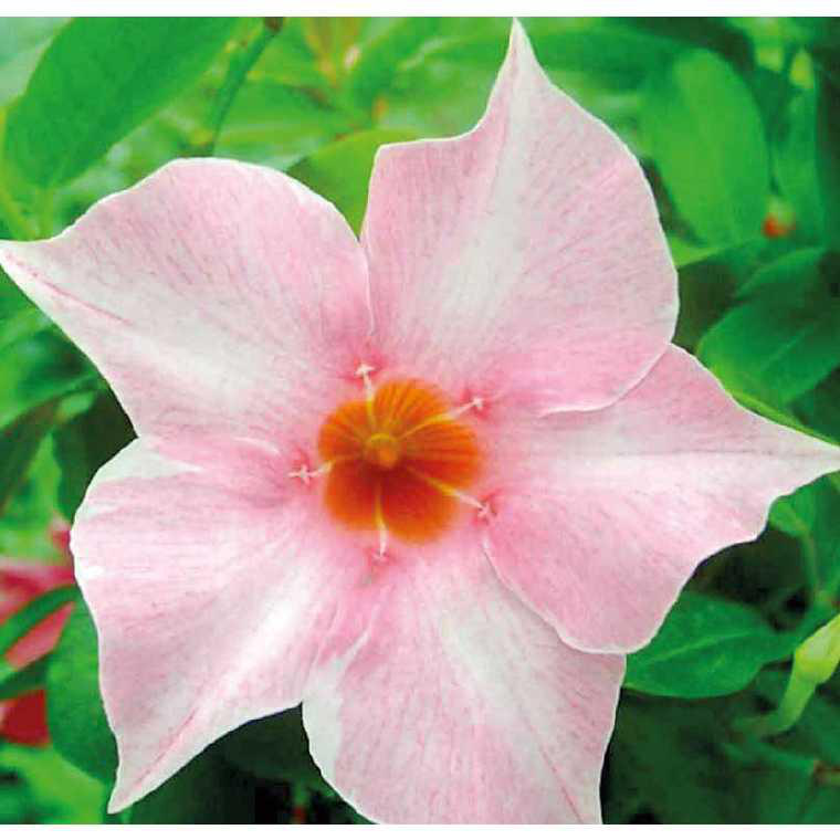 Dipladénia rose Sundaville Cream Pink. Le pot de 9 x 9 cm | botanic®