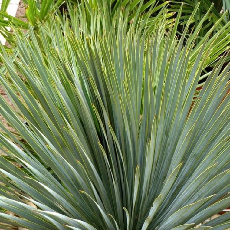 Yucca Rostrata. Le pot de 30 litres