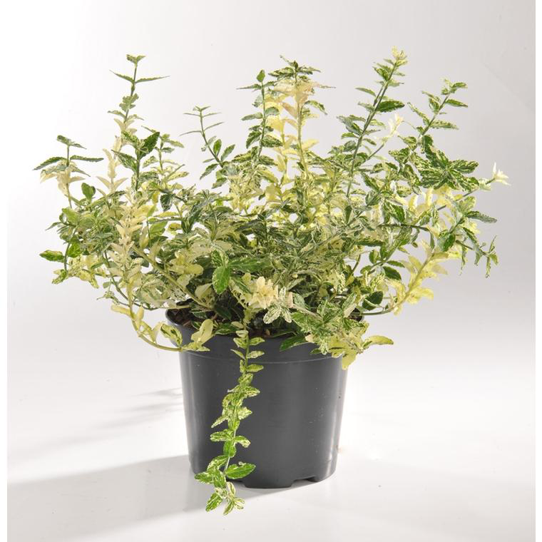 Euonymus Fortunei Harlequin (Fusain de fortune) 1/4 de tige en pot de 6 ...