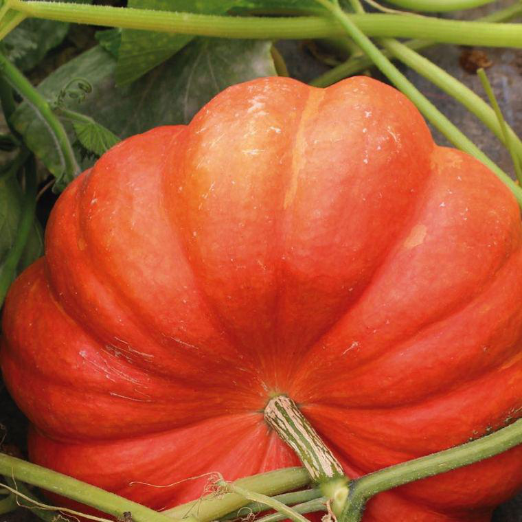 Courge Rouge Vif D'Etampes Bio. La barquette de 3 plants