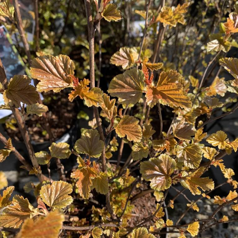 Physocarpus Opulifolius Little Angel rouge 80/100. Le pot de 10 litres