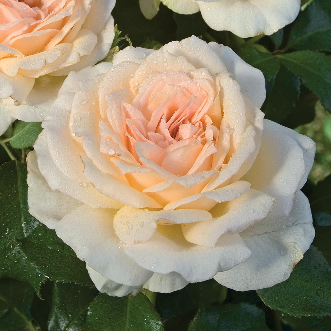 Rosier Sweet Love ®. Le pot de 3 litres