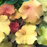 Heuchère Lime Marmelade - Le pot diam 12 cm | botanic®