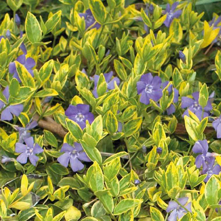 Pervenche Minor Panache - Le pot de 9 x 9 cm | botanic®