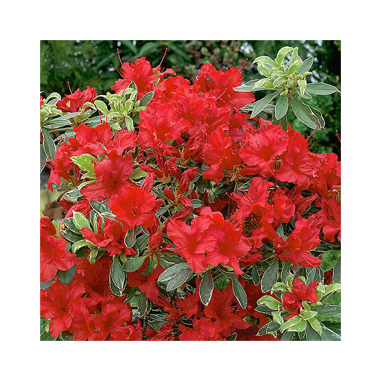 Azalée japonaise Hot Shot Variegata coloris rouge. Le pot de 5 litres ...