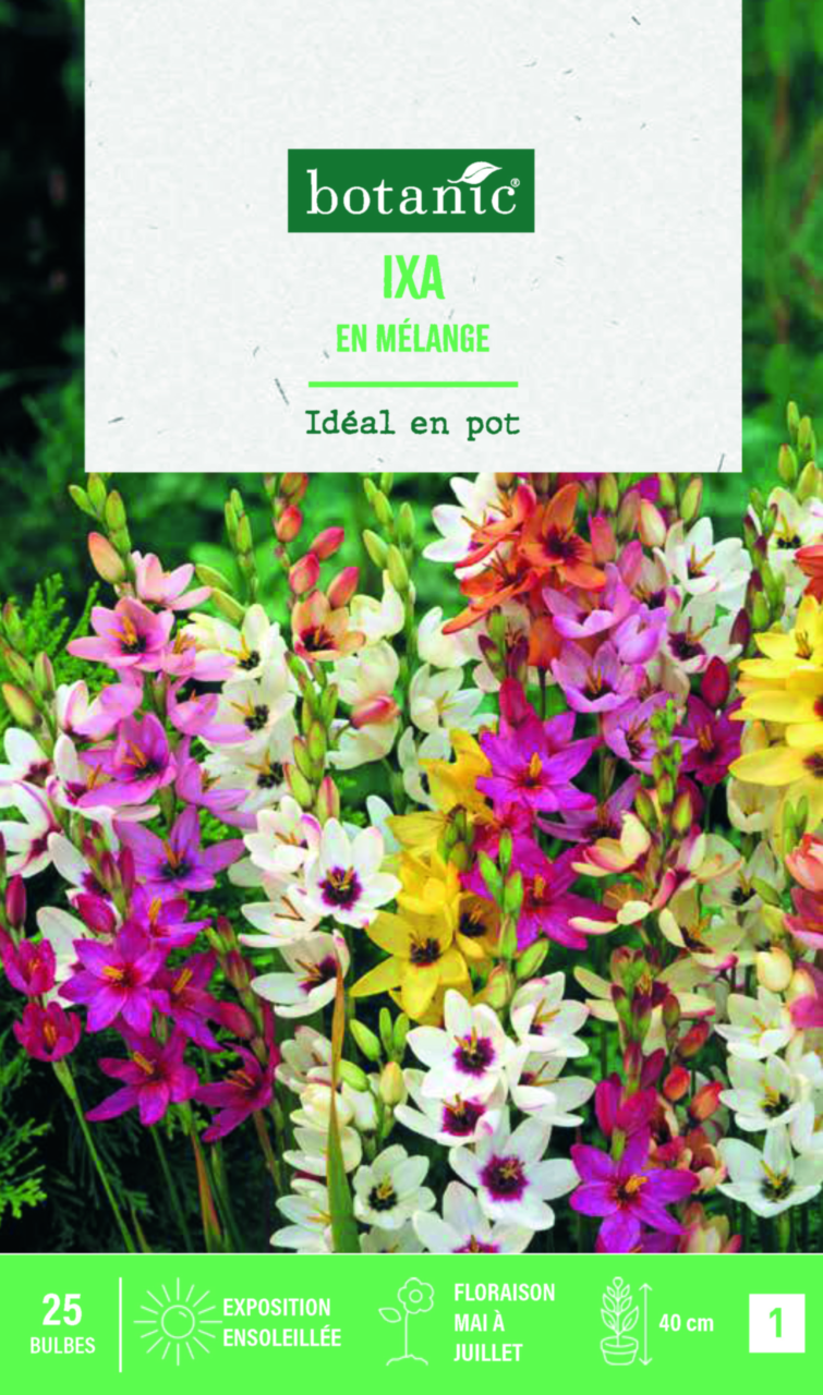 Bulbes de fleurs Ixia en mélange botanic® - 25 bulbes