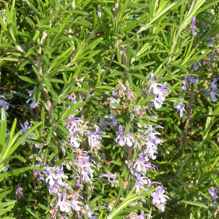 Rosmarinus Officinalis ou Romarin XL bleu en pot de 10 L