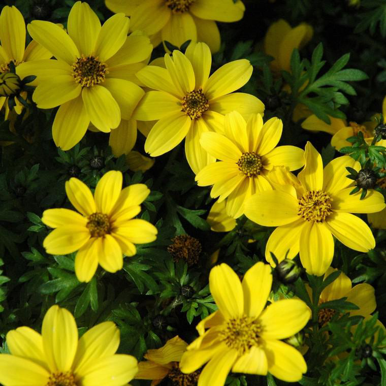 Bidens à fleurs jaunes. Le pot de 0,7 litre | botanic®