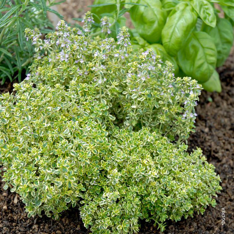 Thym Citron Panache Bio. Le pot de 2,5 litres