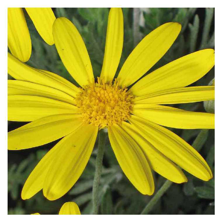 Euryops jaune - Le pot de 9 x 9 cm | botanic®
