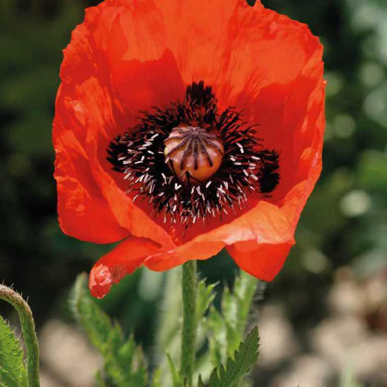 Pavot D'Orient rouge - Le pot de 9 x 9 cm