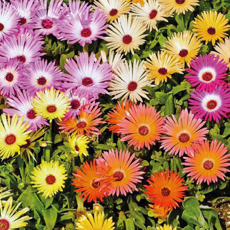 Dorotheanthus - Le pot de 9 x 9 cm | botanic®