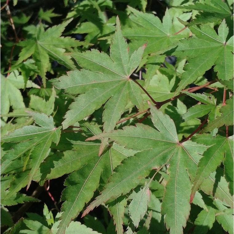 Acer Palmatum (érable du Japon palmé) 1/4 de tige en pot de 10L vert