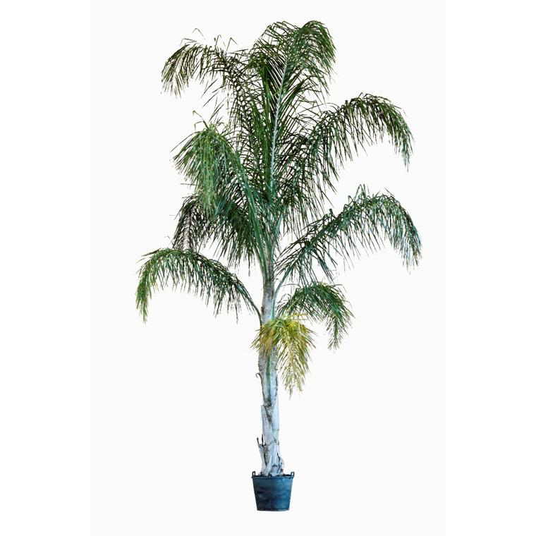 Arecastrum Romanzoffianum (Cocotier plumeux) 150/180 en pot de 70 L vert