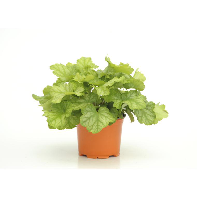 Heuchère Lord Lime - Le pot diam 12 cm | botanic®