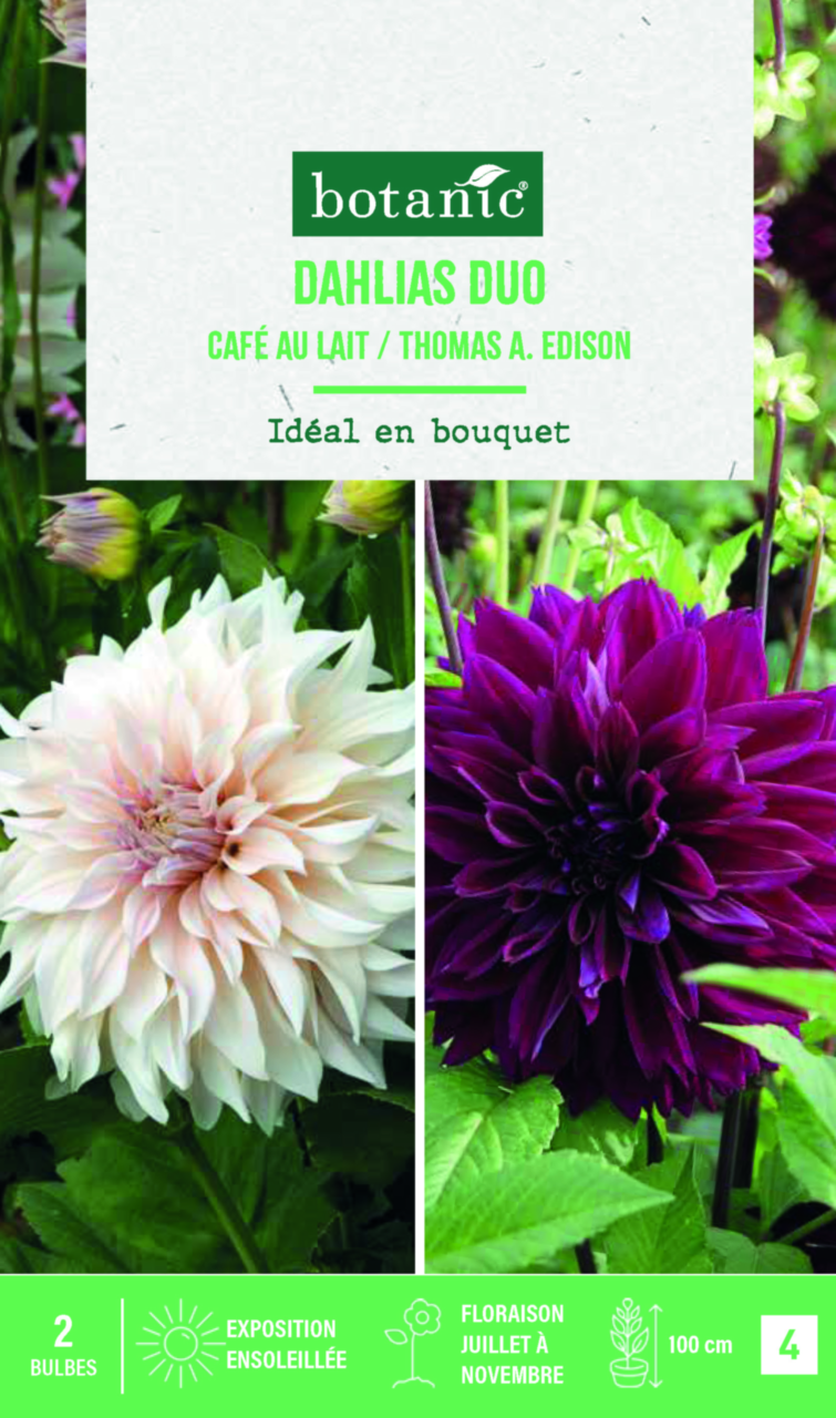 Bulbes de fleurs duo de Dahlias décoratifs Café au lait / Thomas Edison ...