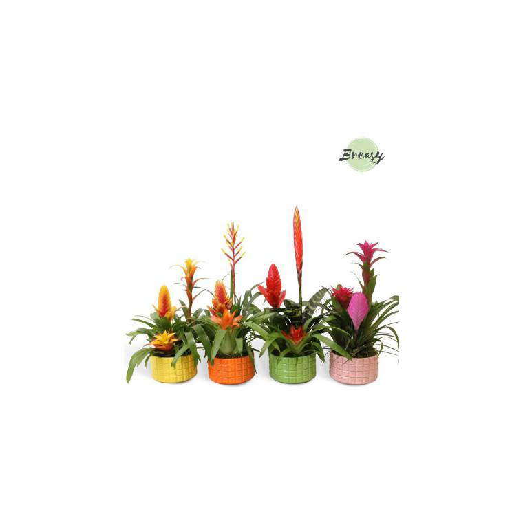 Bromélia coupe avec pot en céramique coloris multicolore - Ø 16 cm H 50 ...
