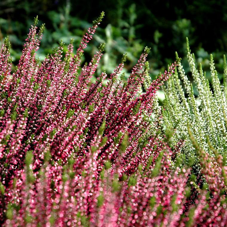 Callune naturelle ou Calluna vulgaris. Le pot de 2,5 litres | botanic®