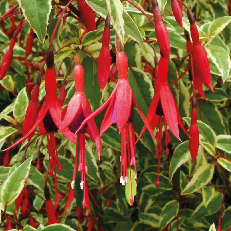 Fuchsia Magellanica Variegata - Le pot de 9 x 9 cm | botanic®