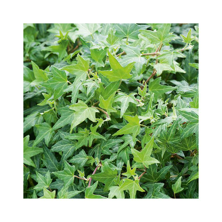 Lierre vert en pot de 3 litres | botanic®