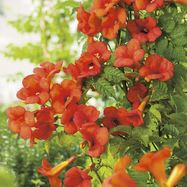 CAMPSIS MADAME GALEN. Le pot de 3 litres | botanic®