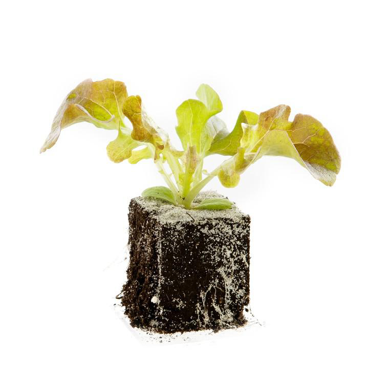 Salade A Couper Feuille de Chene rouge Alezan Bio - La motte de 4 x 4 cm