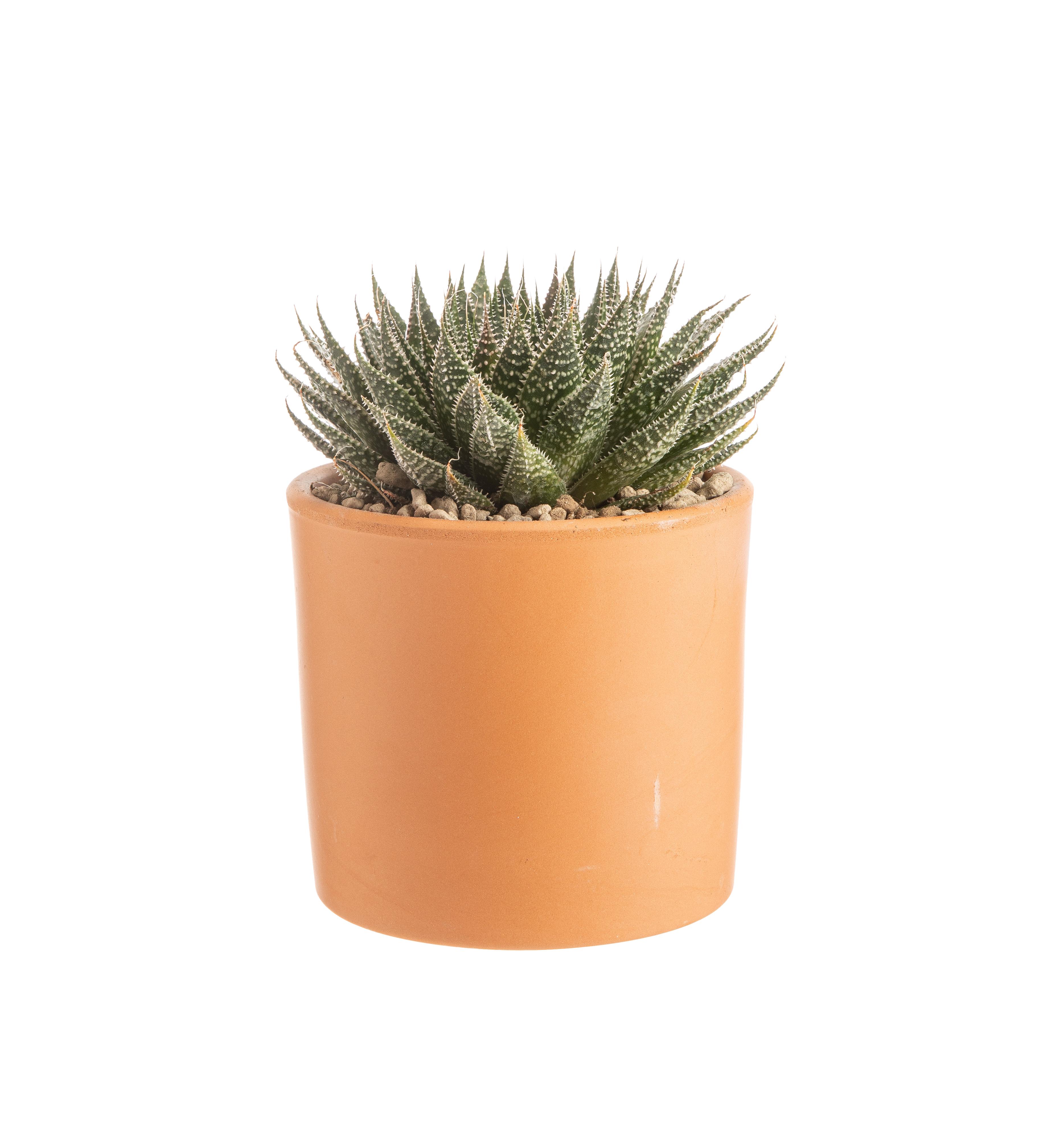 Sitemapcdatahttpsshopinf Inetcombotanic Pot Terre Cuite