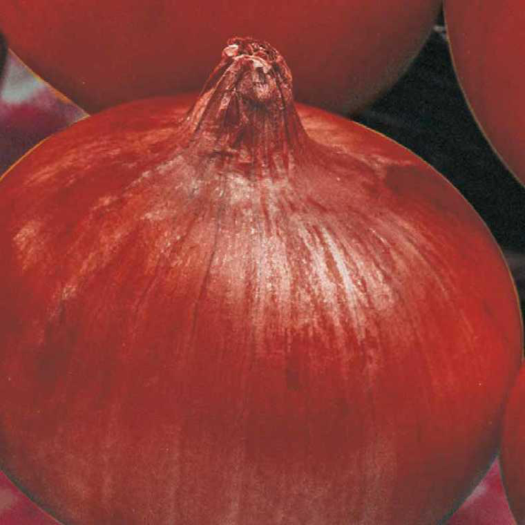 Oignon Rouge Red Baron Bio. La barquette de 12 plants