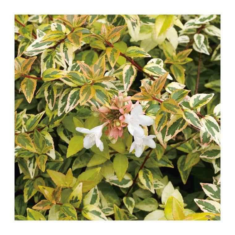 Abélia Grandiflora Kaleidoscope panaché 50/60. Le pot de 10 litres