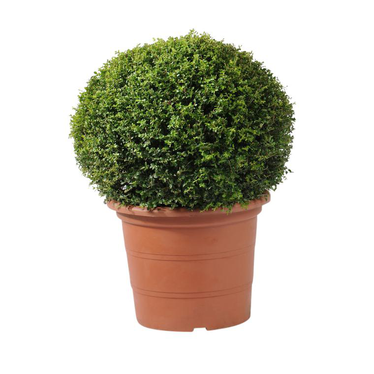 Abelia X Grandiflora Prostata blanc en pot de 5 L | botanic®