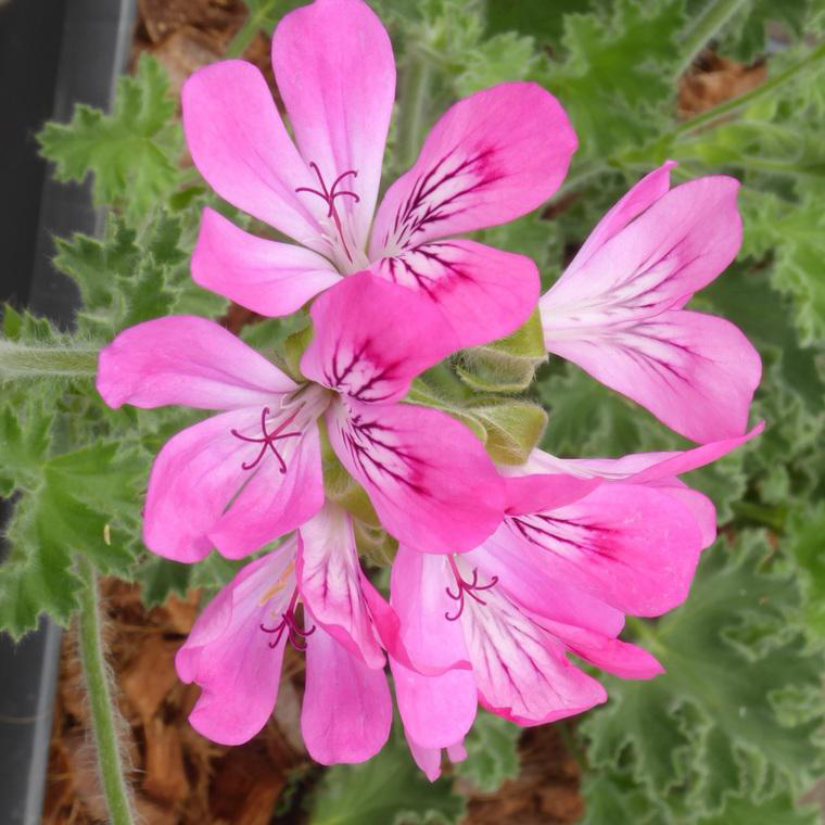 Pelargonium Cola - Le pot de 9 x 9 cm | botanic®