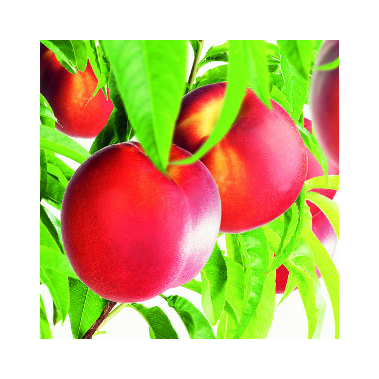 Nectarinier Nain Nectarella® Zaidulab. Le pot de 10 litres en forme 1/4 tige