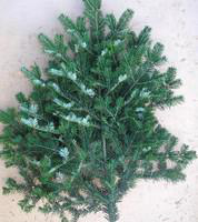 Branche de sapin Nordmann vert pour décoration de Noël - 100/120 cm ...