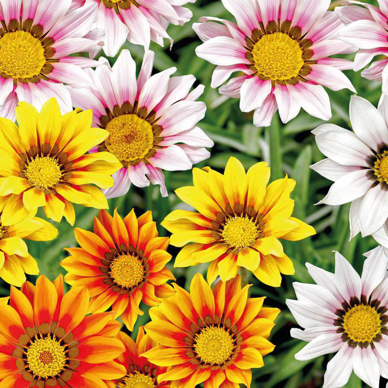 Gazanie ou Gazania à fleurs multicolores - Le pot Ø 10 cm | botanic®
