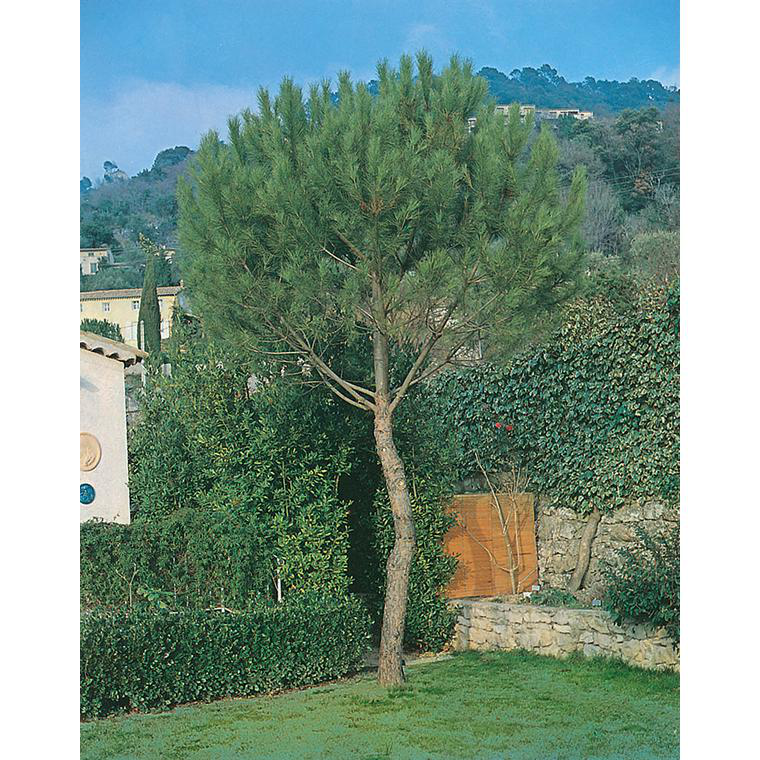 Pin Parasol - pot 25 L