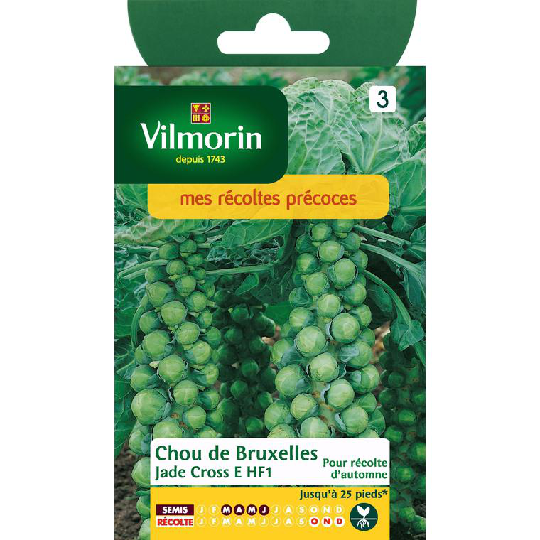 Graines de choux de Bruxelles jade cross HF1 Vilmorin - graines à semer